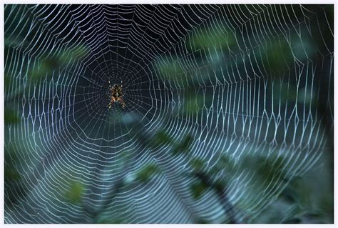 Genetically Engineered Silkworms Spin Like Spiders — Science