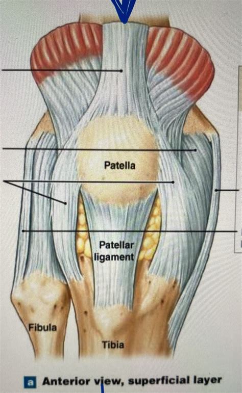 Knee Anterior View Diagram Quizlet