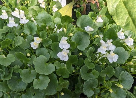 Buy Cymbalaria Muralis Nana Alba Ivy Leaved Toadflax From Shire Plants