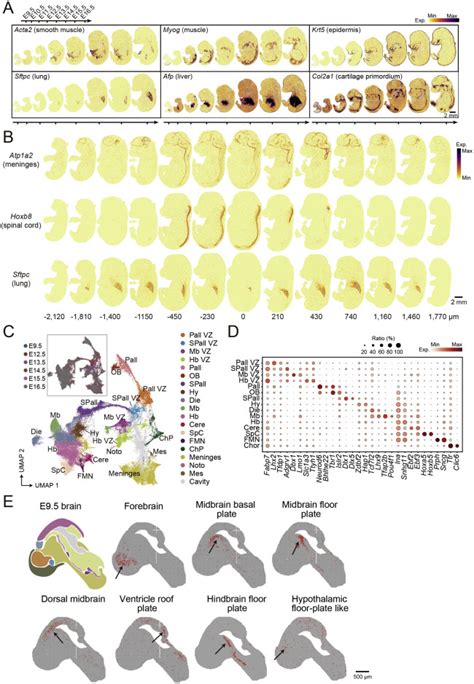 Spatiotemporal Transcriptomic Atlas Of Mouse Organogenesis Using Dna