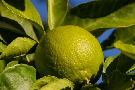 Limonka Owoc Drzewo Darmowe Zdj Cie Na Pixabay Pixabay
