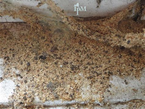How To Find A Carpenter Ant Nest