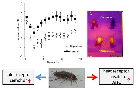 Molecules Free Full Text Effect Of Capsaicin And Other Thermo Trp