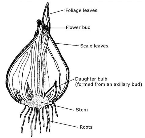 Modified Stem Of A Plant Examples