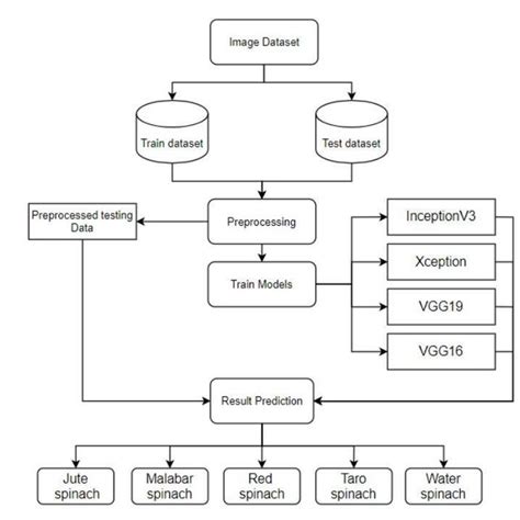 Classification Procedure Download Scientific Diagram