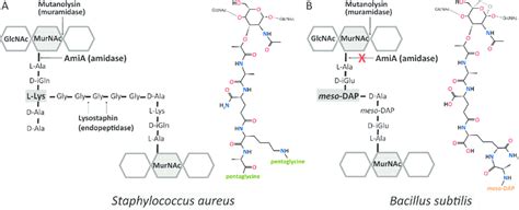 Schematic And Molecular Illustration Of The Pgn Structures A In S