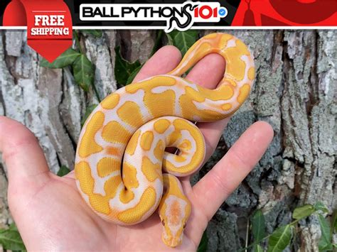 Enchi Lavender Albino Het Pied Ball Python By Ball Pythons 101