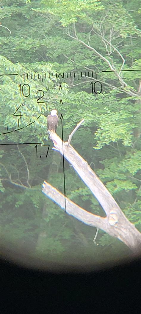 Local Wildlife Through My Pso Scope Don T Worry Used As A Handheld