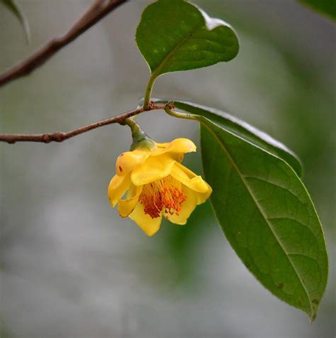 金花茶——山茶花之瑰宝，茶族皇后，植物界大熊猫 每日头条
