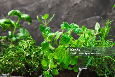 냄비에 허브입니다 어두운 질감의 배경에 화분에서 자라는 모듬 신선한 허브 클로즈업 로즈마리 바질 민트 백리향 오레가노 냄비에 신선한 향기로운 허브를 섞었습니다 매운 허브