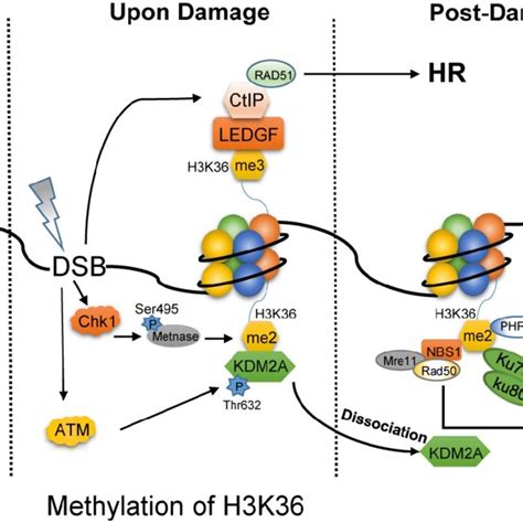 Different Forms Of Methylated H3k36 Prefer Different Dna Repair