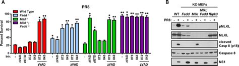 Ripk3 Activates Parallel Pathways Of Mlkl Driven Necroptosis And Fadd