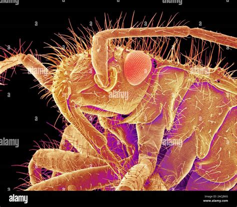 Capsid Bug Coloured Scanning Electron Micrograph Sem Of The Upper