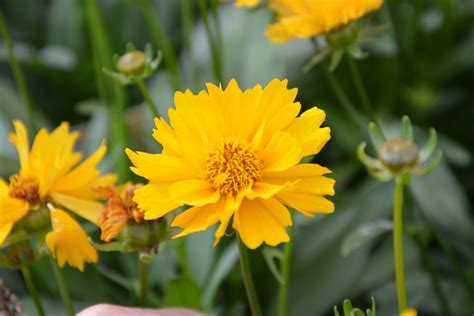 Yellow Flowers Nature Massif Free Image Download