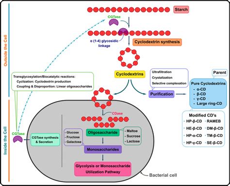 Role Of Cgtase In Bacteria Cyclodextrins And Modified Cyclodextrins Download Scientific