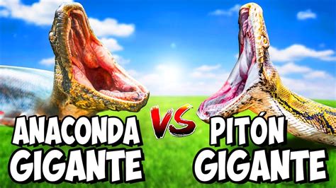 Anaconda Gigante Vs Pitón Gigante Youtube