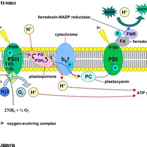 Effects Of TiO Nanoparticles On Nitrogen Fixation And Oxygen Download Scientific Diagram