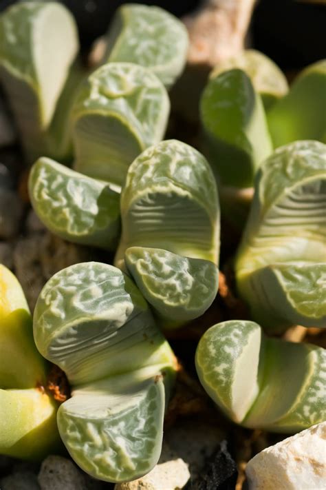 How To Grow Lithops Living Stones Healthier Steps