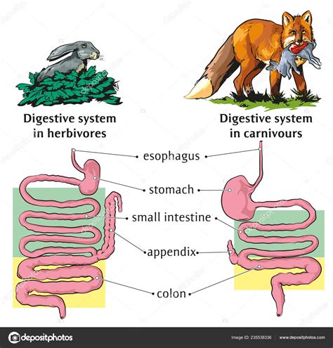 Illustration Vectorielle Des Différences Système Digestif Entre Les