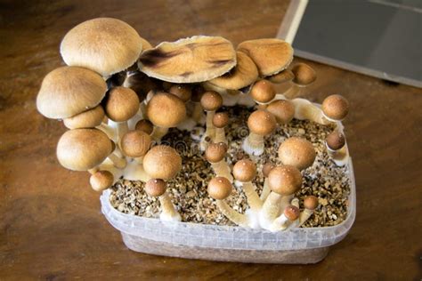 Психоделические волшебные грибы растя дома культивирование псилоцибина