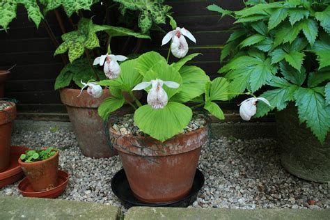 Cypripedium Formosanum Care And Culture Travaldos Blog