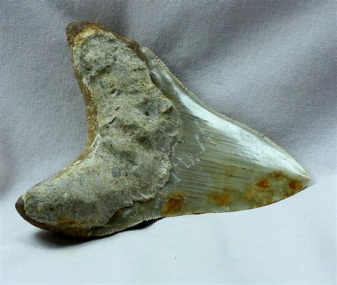 Carcharocles Megalodon Tooth Fossil For Sale