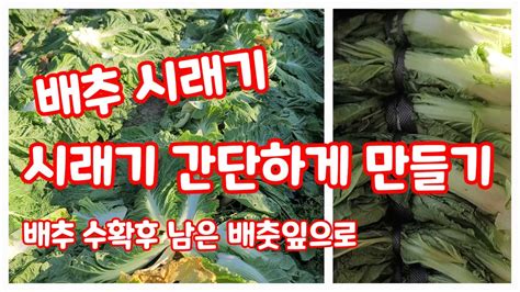 배추 시래기 간단하게 만들어 보기 엮는 방법 Youtube