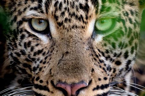 Ecoflix Partners With African Conservation Foundation To Save
