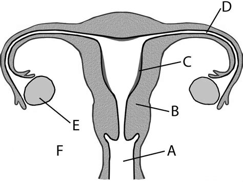 The Complete Guide To Understanding The Female Body Diagram Labeled