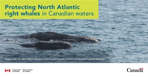 Government Of Canada Continues To Help Protect North Atlantic Right Whales Canada Ca