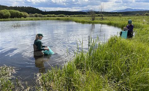 Northern Leopard Frog Breeding Program City Of Edmonton