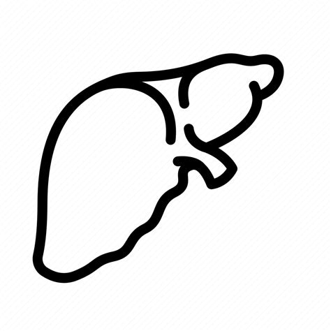Anatomy Body Detoxication Human Liver Organ Icon Download On