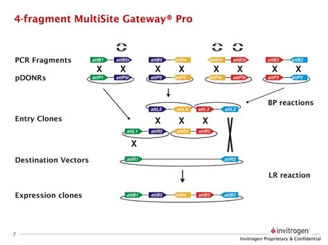 Ppt The Gateway® Cloning System Powerpoint Presentation Free