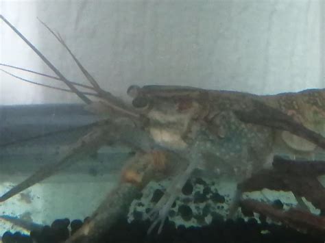Shell Rot Treatments Rcrayfish