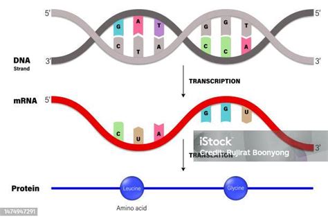 전사 및 번역 Dna Mrna 및 단백질 분자 생물학 메신저리보핵산에 대한 스톡 벡터 아트 및 기타 이미지 메신저리보핵산