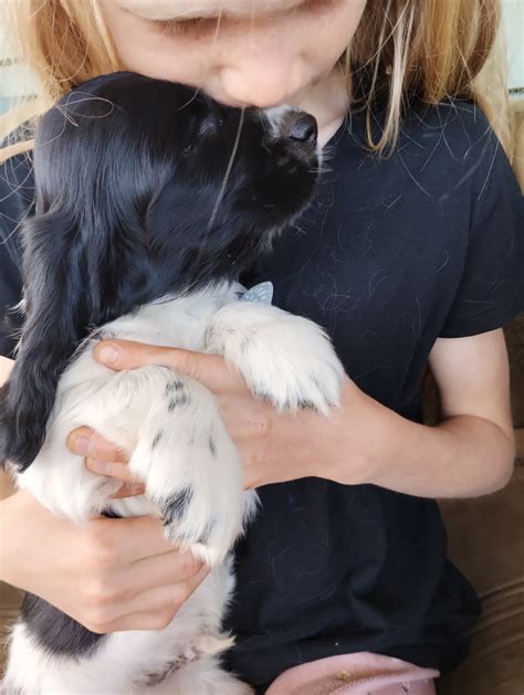 Purebred Cocker Spaniel Kingaroy Petsforhomes