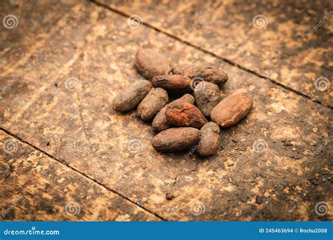 Drying Cocoa Seeds Ecological Natural Method Of Obtaining Cocoa Stock