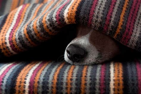 Veja como proteger o seu cachorro do barulho dos fogos de artifício