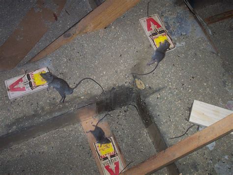 Rat Photograph Gallery Pictures And Images