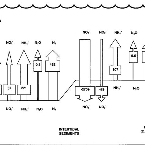Annual Nitrogen Fluxes At The Sediment Water Interface Calculated From