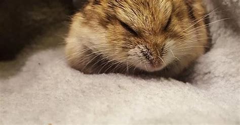 Angry Hamster Ifttt2gntglc