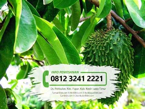 🌱 Jual Bibit Buah Sirsak Ratu Kualitas Terbaik Harga Murah