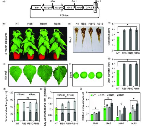Morphological Phenotypes Of Rb Poplar Plants A Schematic Diagram Of