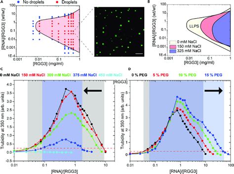 Experimental Evidence For The Stoichiometry Dependent Liquid Liquid Download Scientific Diagram