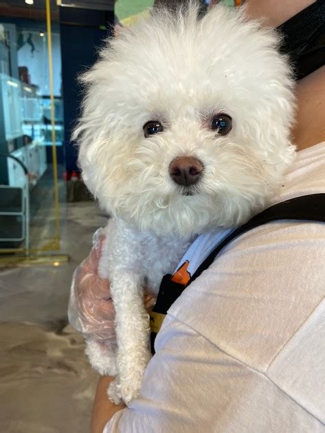 평택강아지무료분양 고덕강아지무료분양 평택비숑프리제무료분양 고덕비숑프리제무료분양 평택 2021 0037 비숑프리제 베베 책임분양 강아지배변훈련 도그마루 홈스쿨 강아지