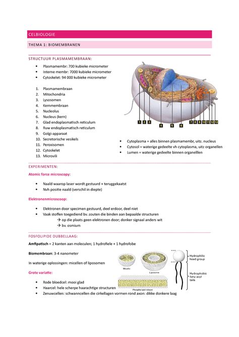Samenvatting Celbio Celbiologie Thema 1 Biomembranen Structuur