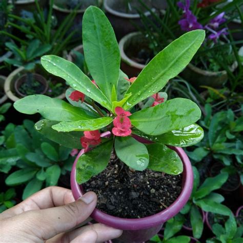 Euphorbia Milii Plant Pokok Mahkota Duri Crown Of Thorns Shopee