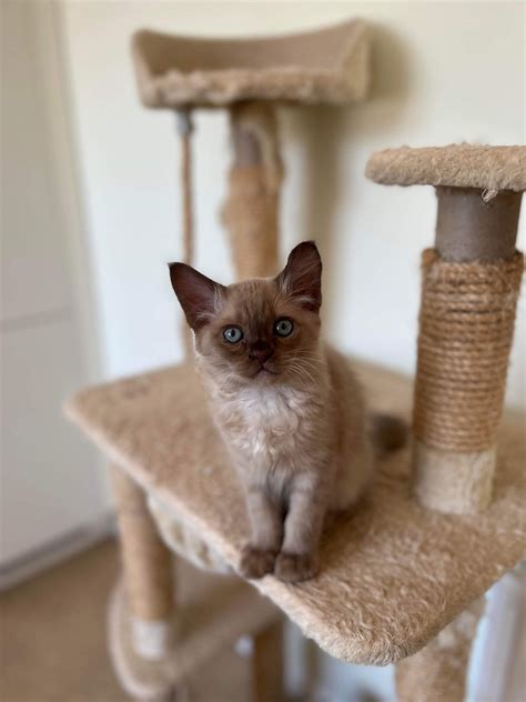 Beautiful Asian Kitten Available