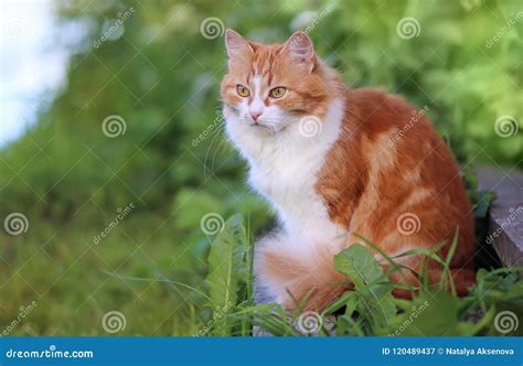 Cat In Green Grass In Summer Beautiful Red Cat With Yellow Eyes Stock