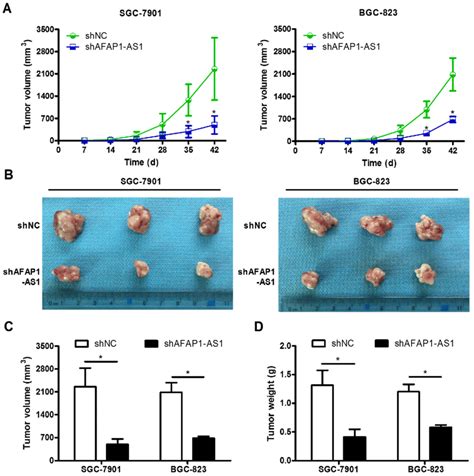Downregulation Of Afap1 As1 Suppresses Tumor Growth In Vivo A Growth
